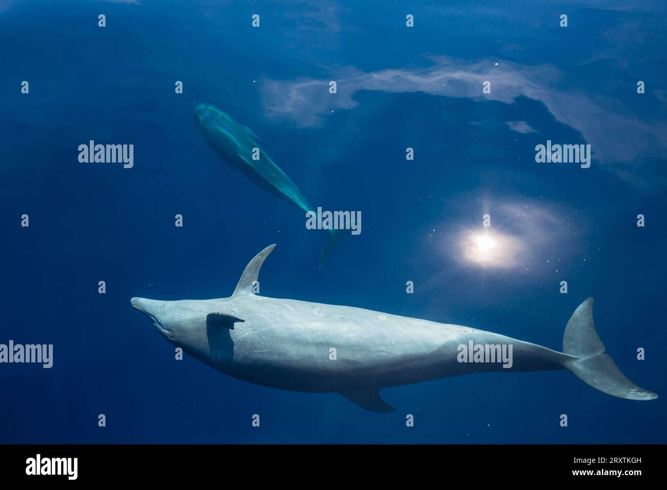 A pod of Indo-Pacific bottlenose dolphin (Tursiops aduncus), off Bangka ...