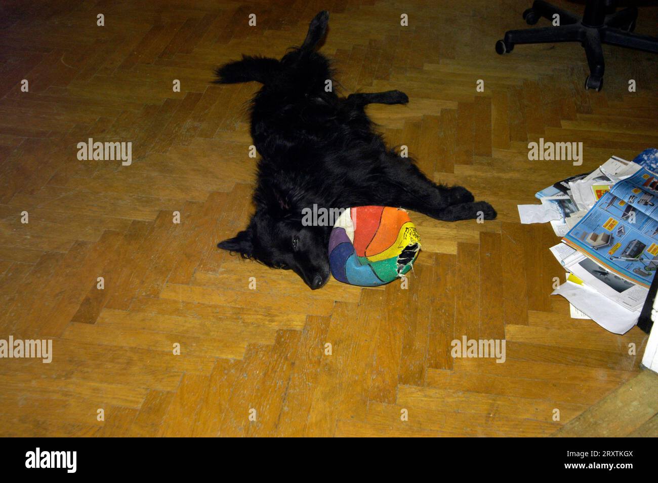 playing dogs feel good in their environment playing dogs feeling free ...