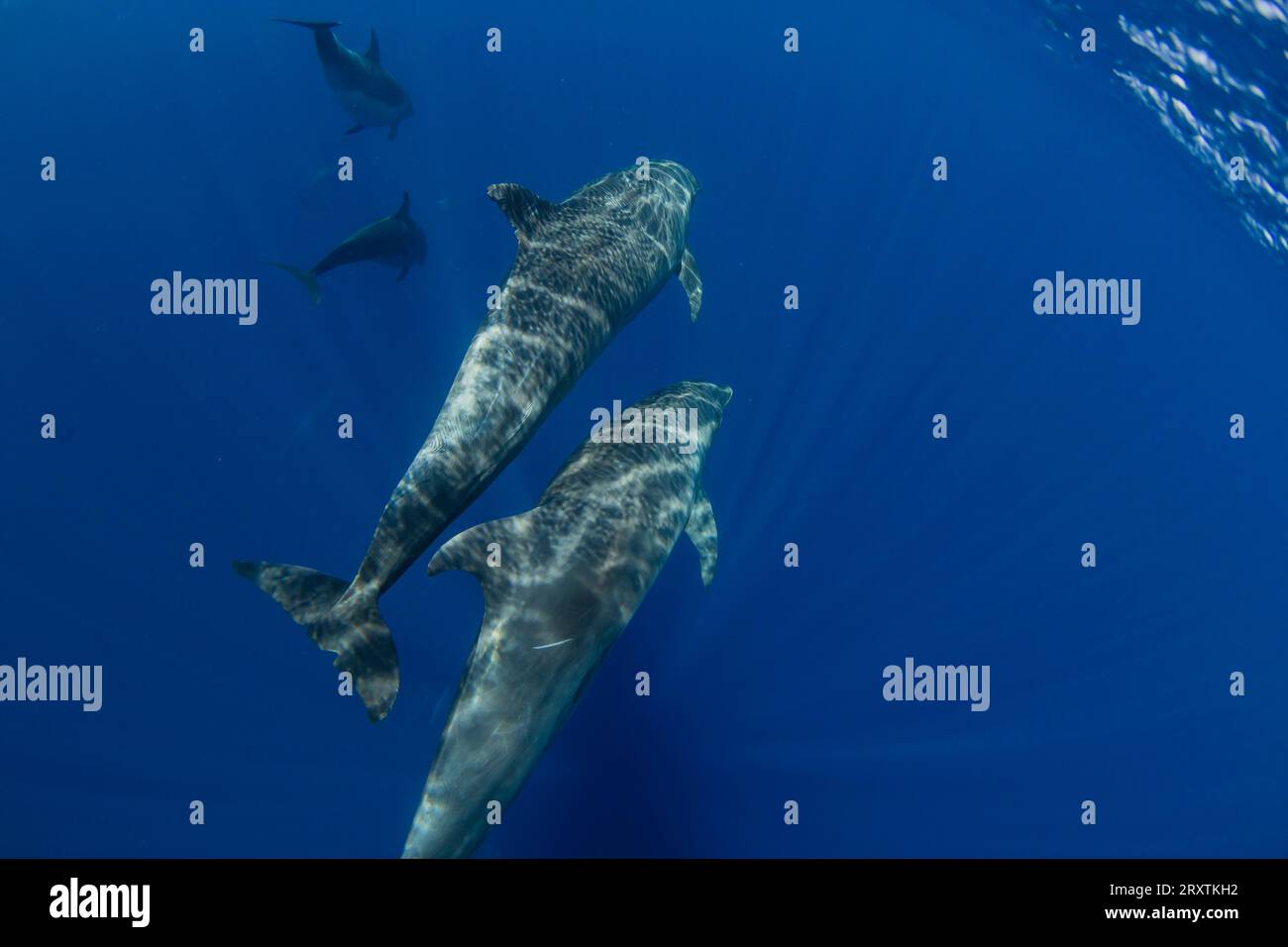 A pod of Indo-Pacific bottlenose dolphin (Tursiops aduncus), off Bangka ...