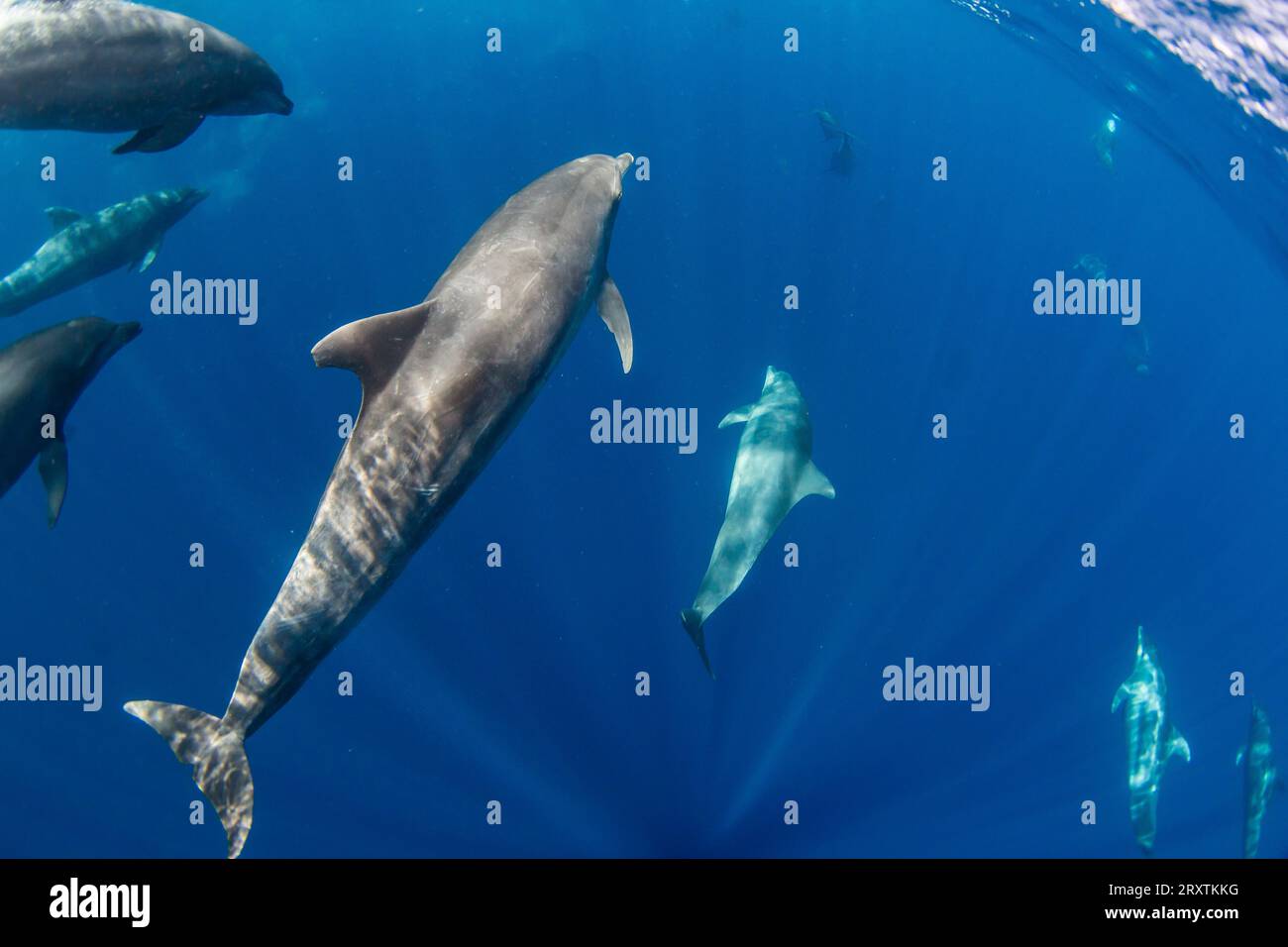 A pod of Indo-Pacific bottlenose dolphin (Tursiops aduncus), off Bangka ...