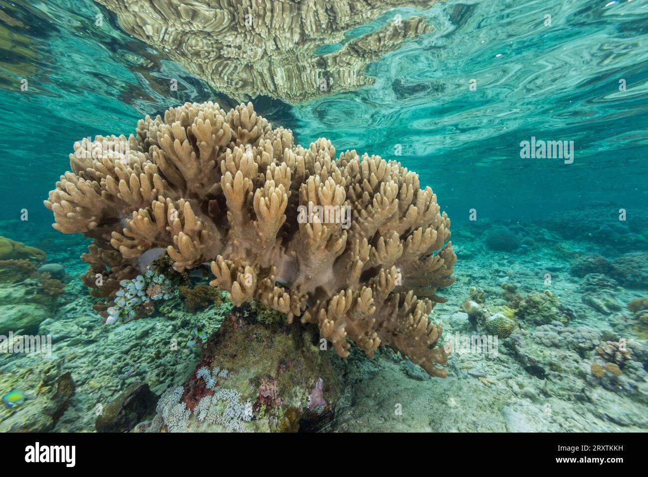 Corals in the crystal clear water in the shallow reefs off Bangka ...