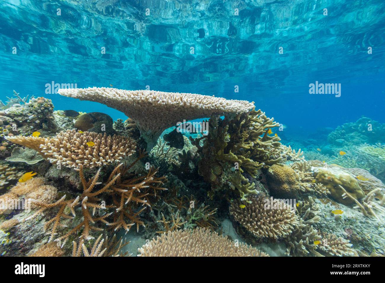 Corals in the crystal clear water in the shallow reefs off Bangka ...