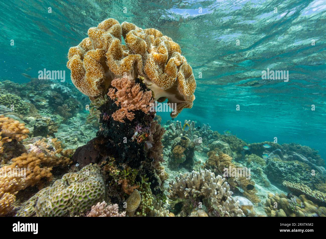 Corals in the crystal clear water in the shallow reefs off Bangka ...