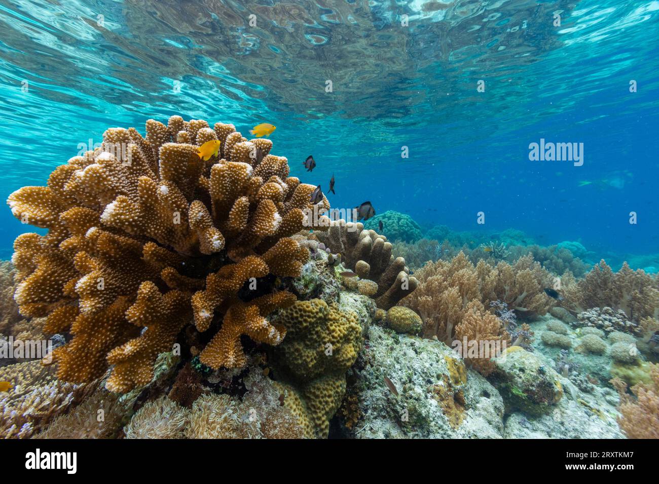 Corals in the crystal clear water in the shallow reefs off Bangka ...