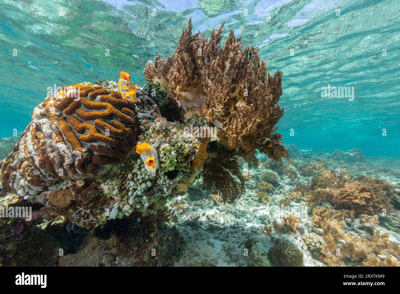Corals in the crystal clear water in the shallow reefs off Bangka ...
