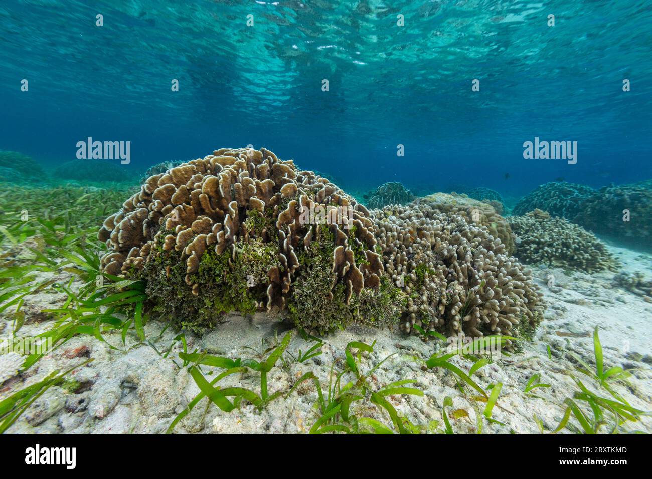 Corals in the crystal clear water in the shallow reefs off Bangka ...