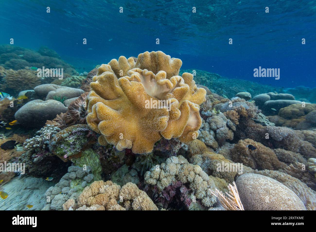Corals in the crystal clear water in the shallow reefs off Bangka ...