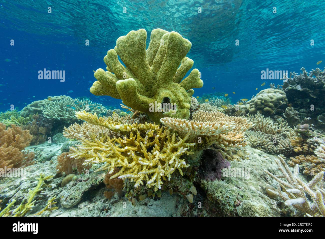 Corals in the crystal clear water in the shallow reefs off Bangka ...