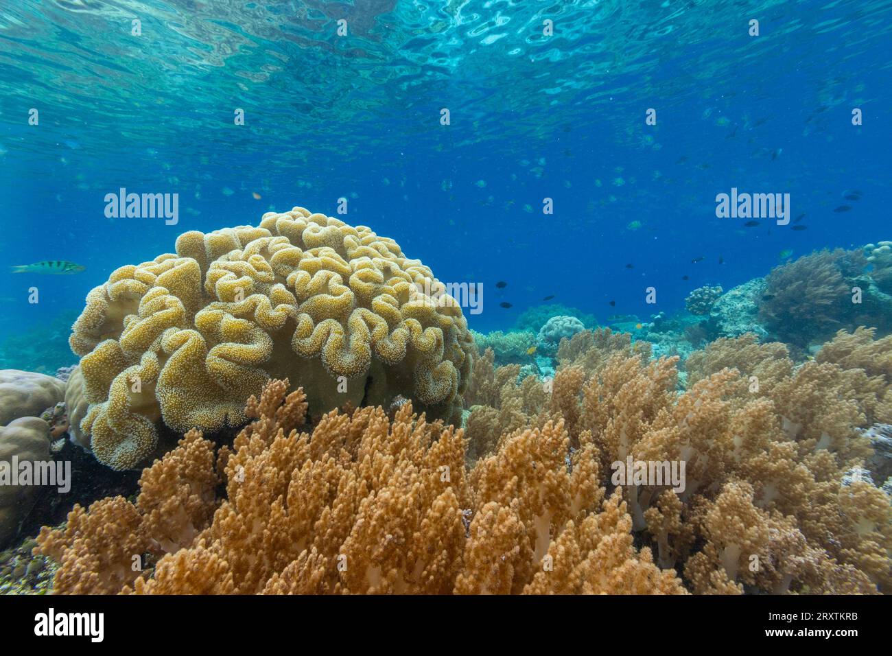 Corals in the crystal clear water in the shallow reefs off Bangka ...