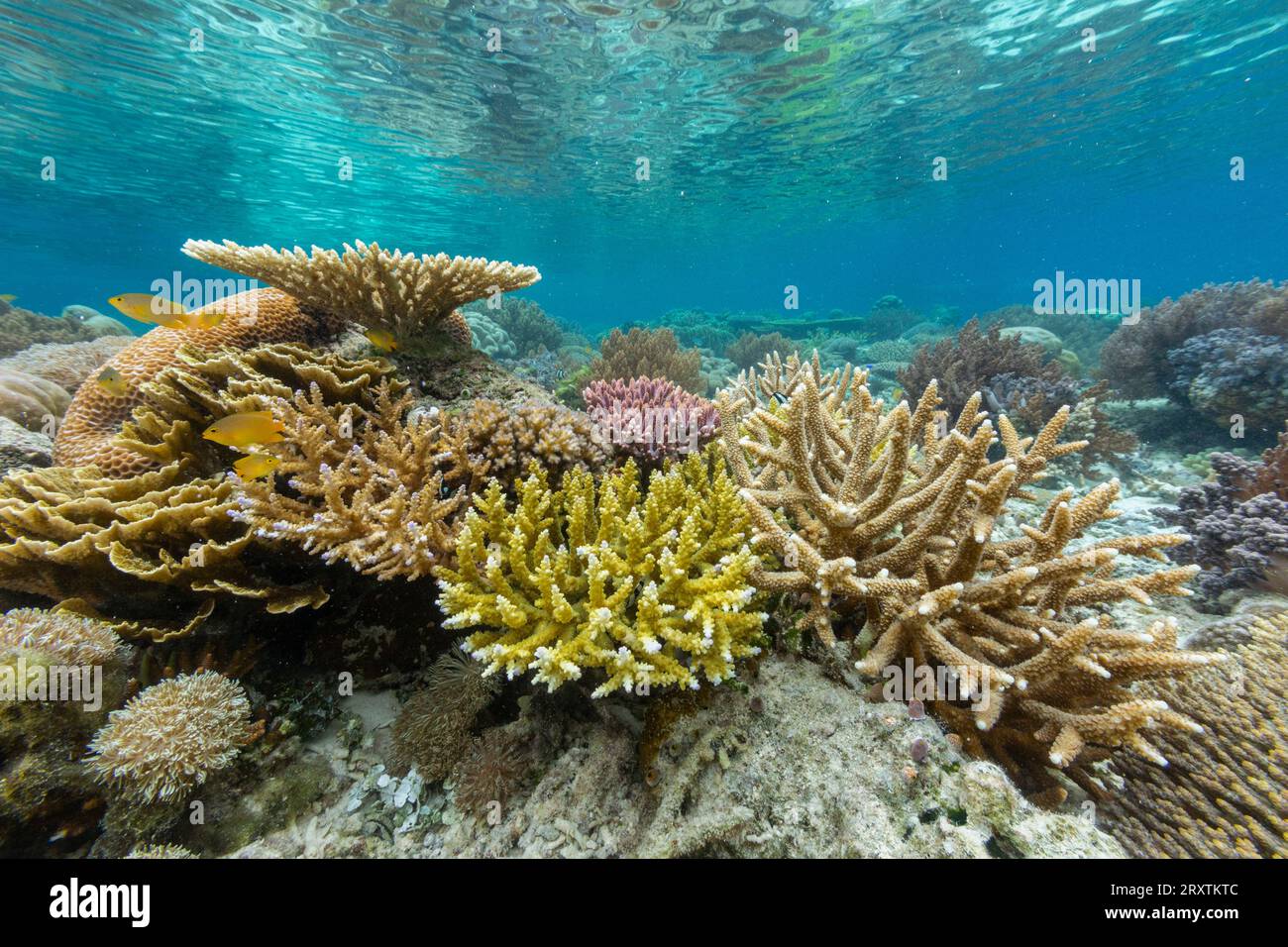 Corals in the crystal clear water in the shallow reefs off Bangka ...