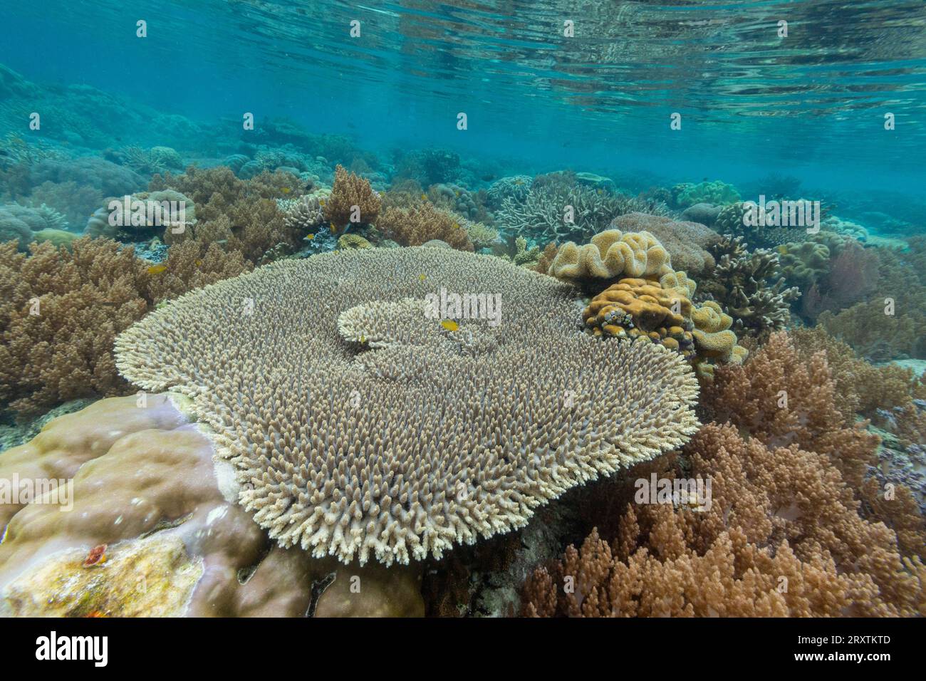 Corals in the crystal clear water in the shallow reefs off Bangka ...