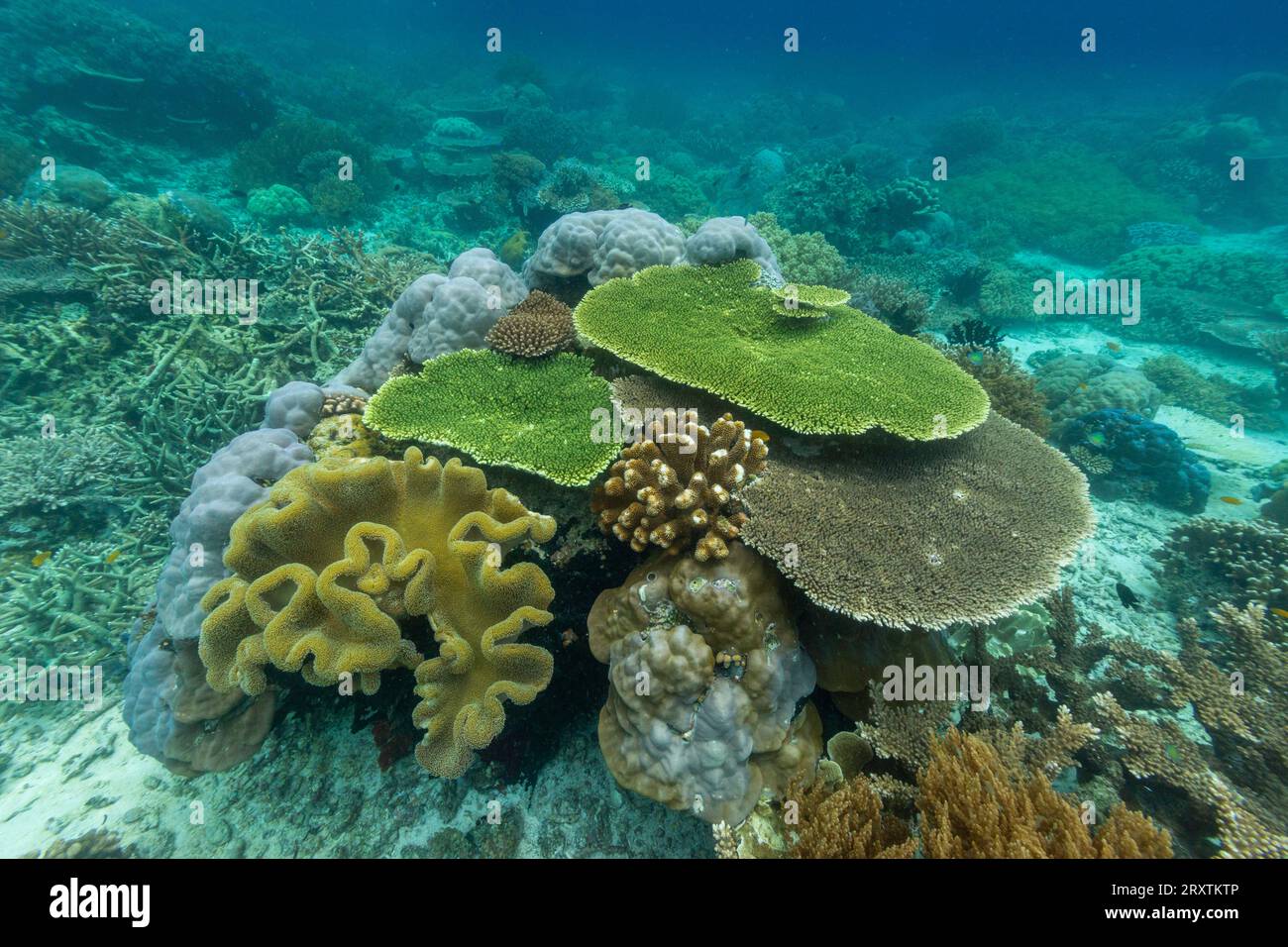 Corals in the crystal clear water in the shallow reefs off Bangka ...