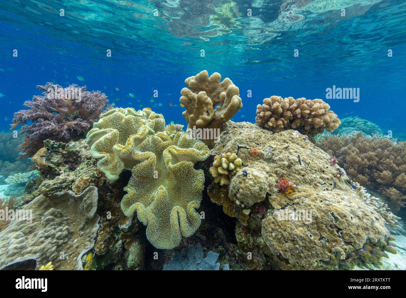 Corals in the crystal clear water in the shallow reefs off Bangka ...