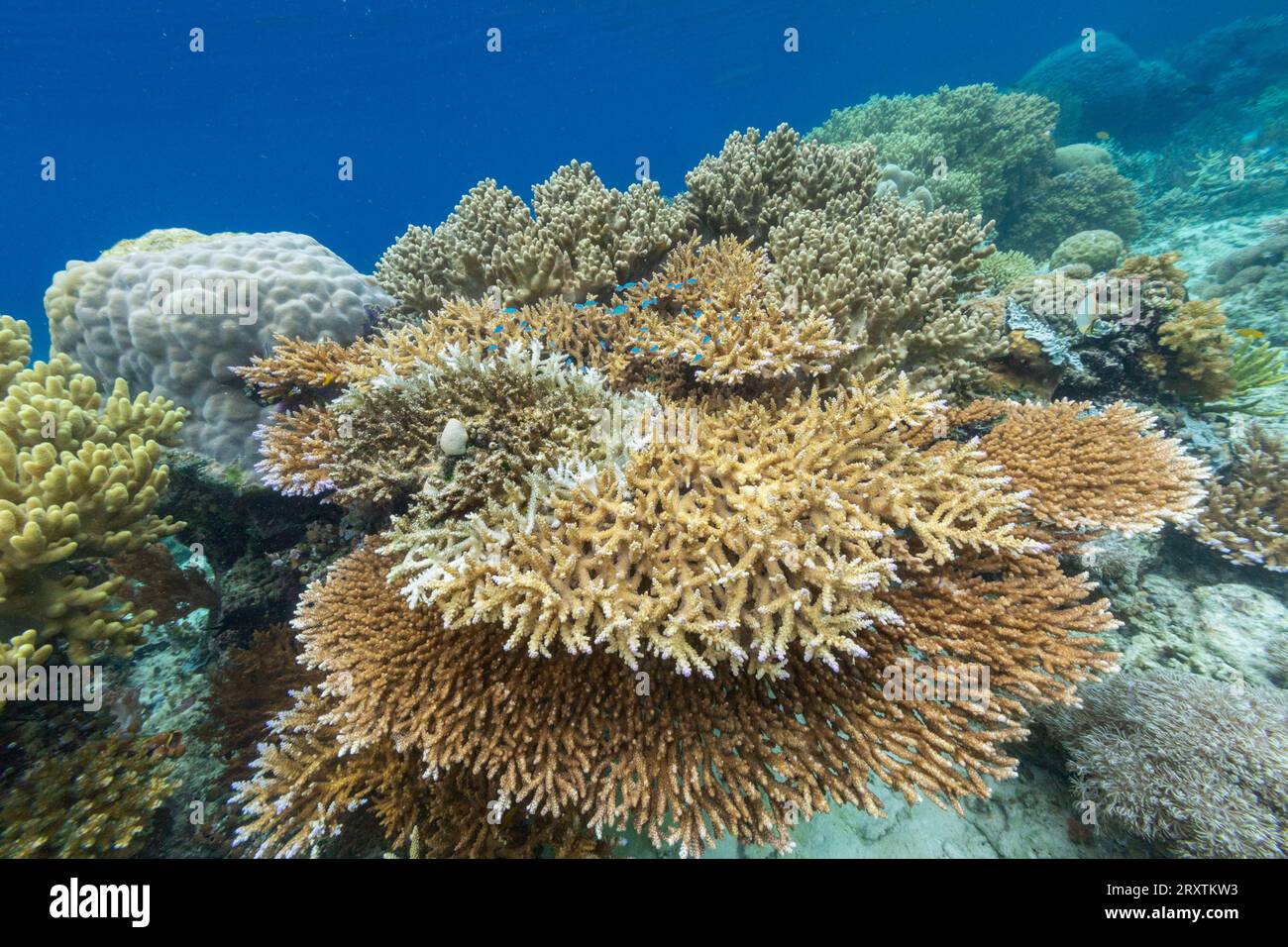 Corals in the crystal clear water in the shallow reefs off Bangka ...
