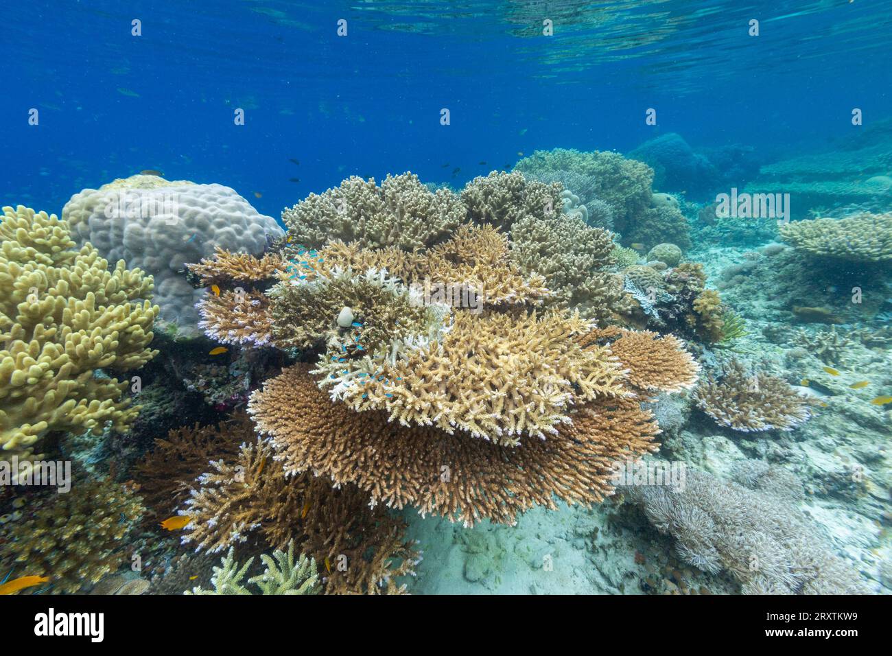 Corals in the crystal clear water in the shallow reefs off Bangka ...