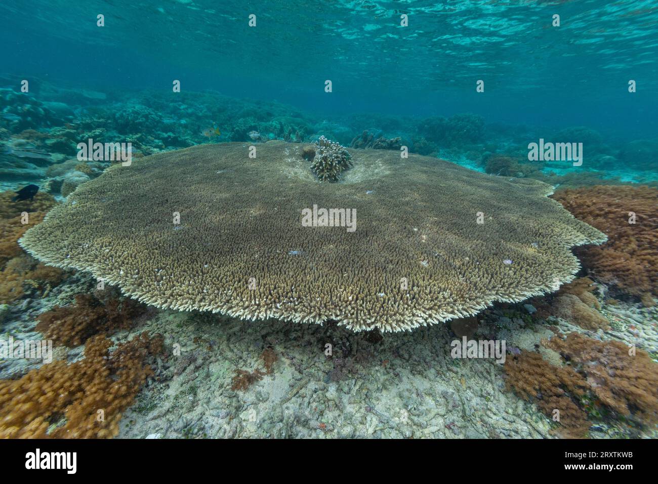 Corals in the crystal clear water in the shallow reefs off Bangka ...