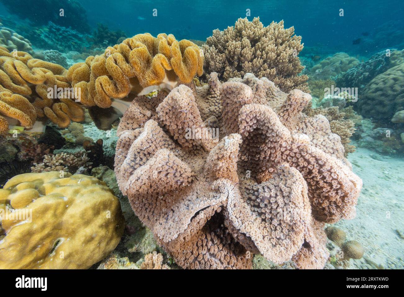 Corals in the crystal clear water in the shallow reefs off Bangka ...