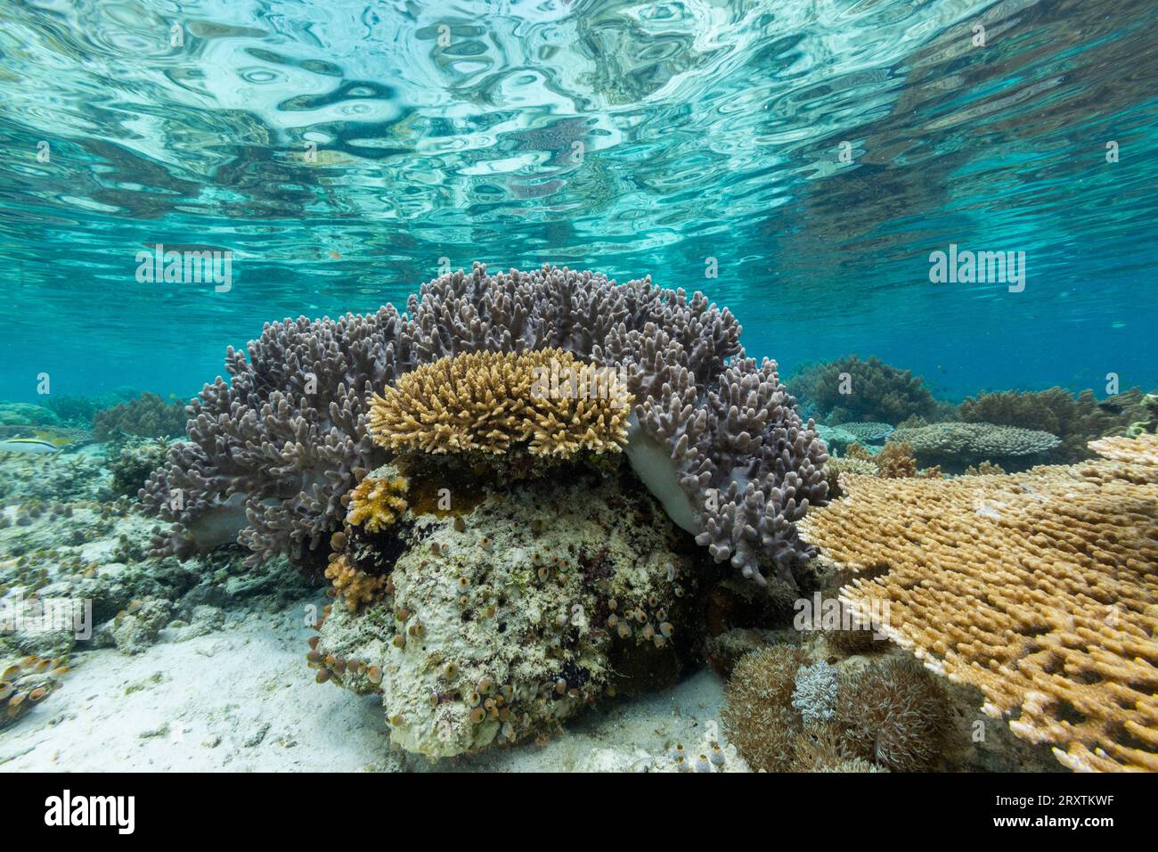 Corals in the crystal clear water in the shallow reefs off Bangka ...
