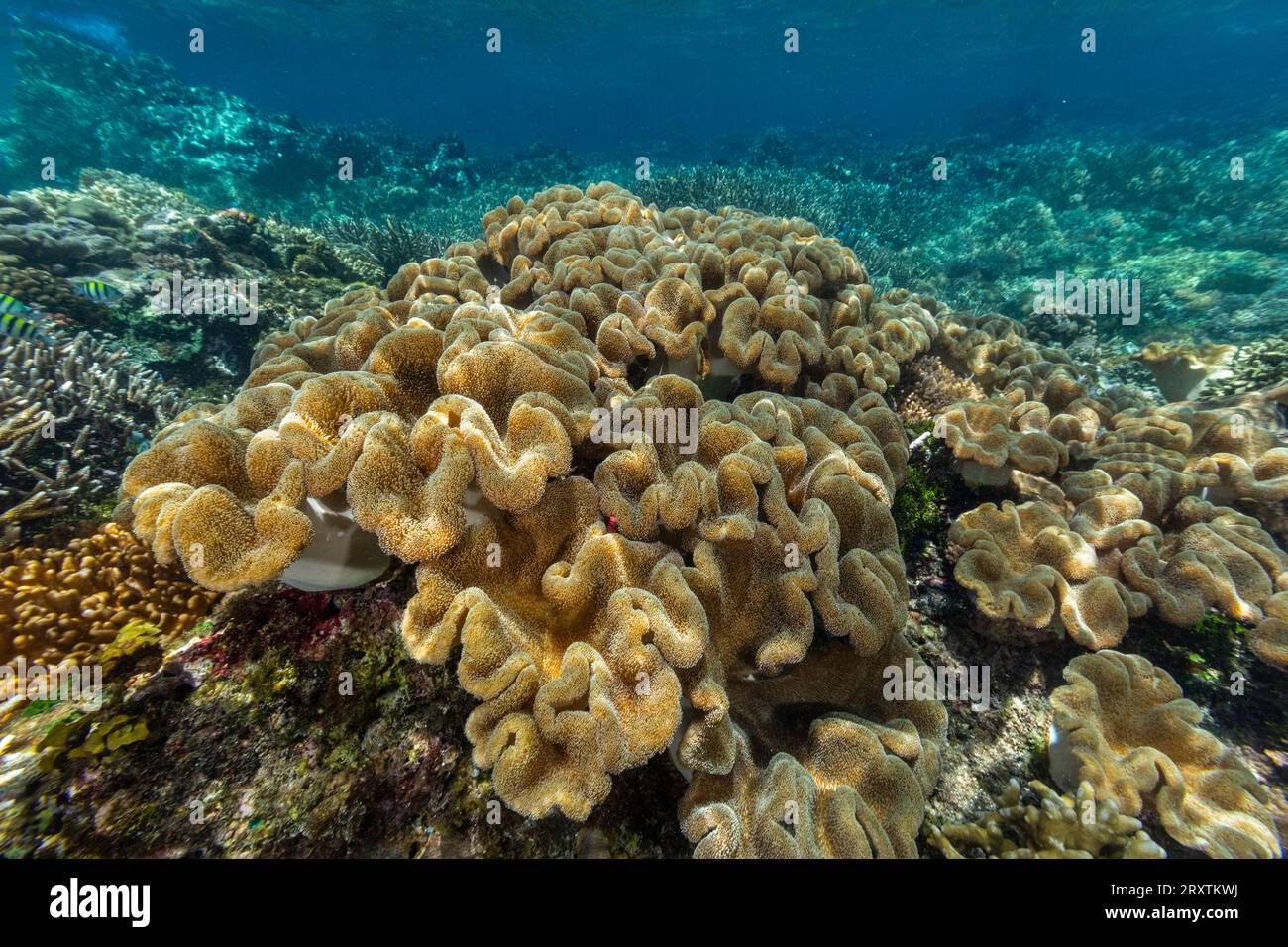 Corals in the crystal clear water in the shallow reefs off Bangka ...