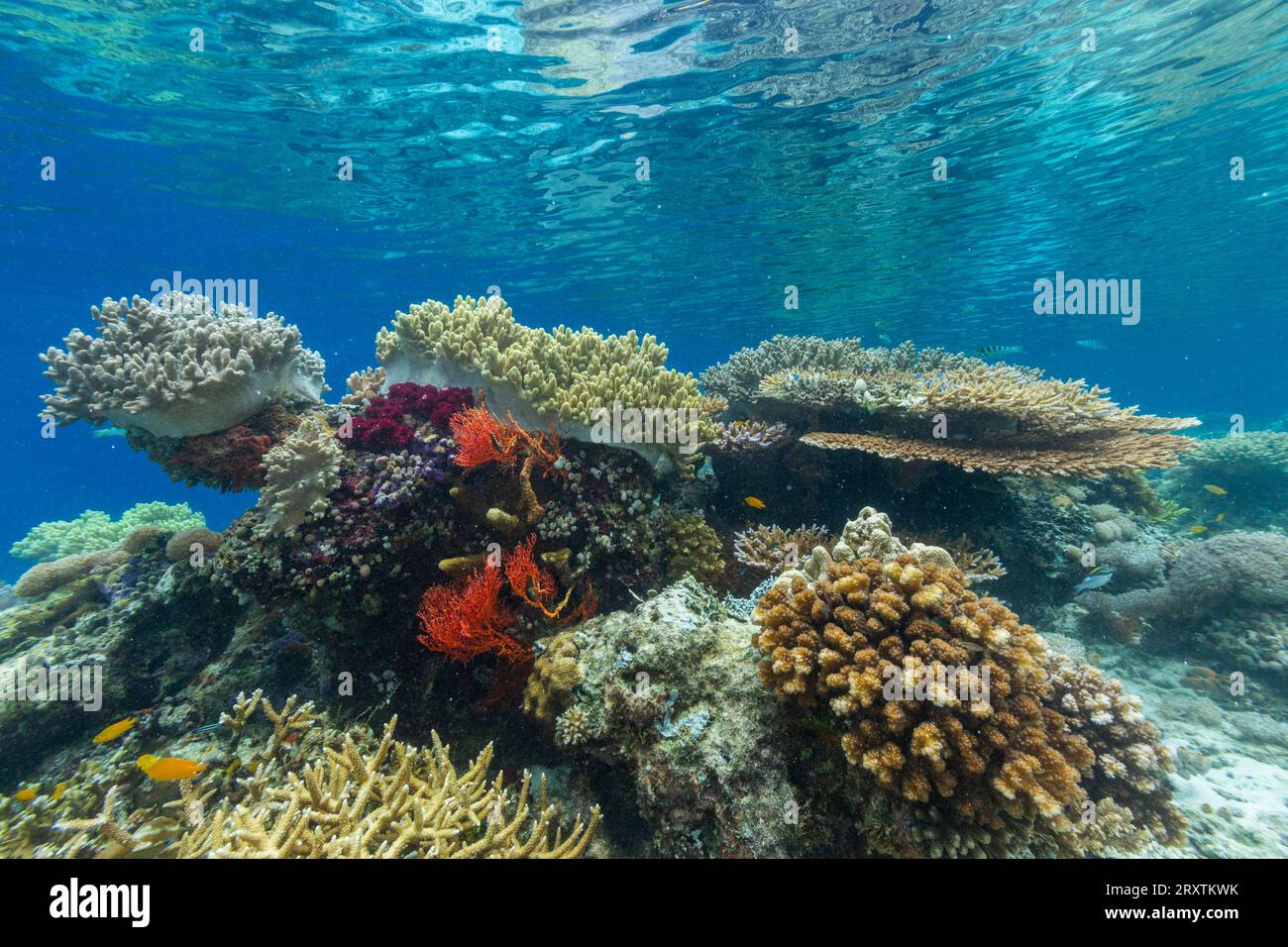 Corals in the crystal clear water in the shallow reefs off Bangka ...
