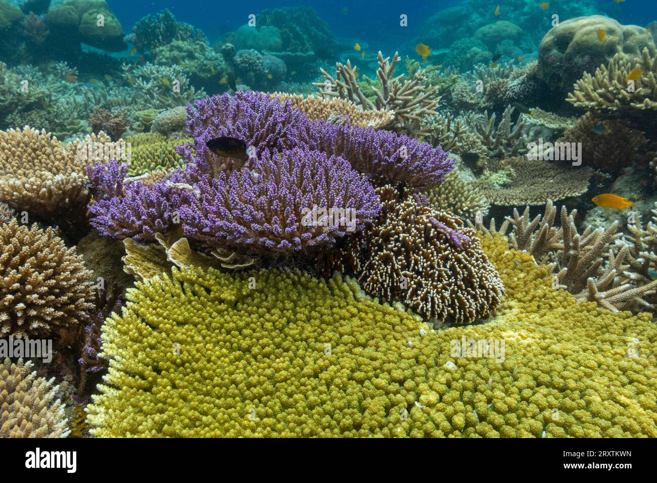 Corals in the crystal clear water in the shallow reefs off Bangka ...