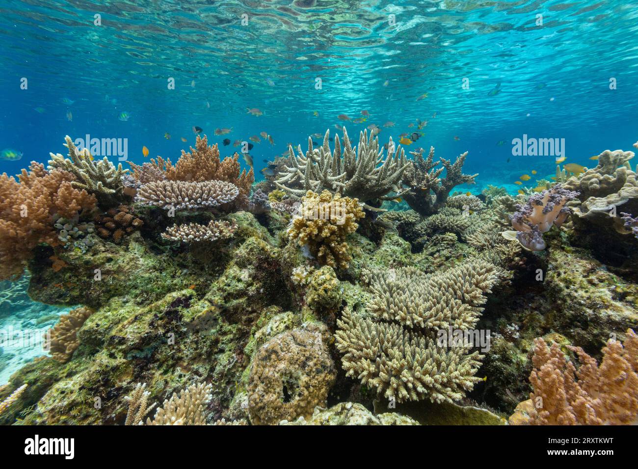 Corals in the crystal clear water in the shallow reefs off Bangka ...