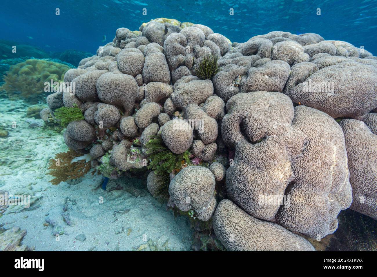 Corals in the crystal clear water in the shallow reefs off Bangka ...