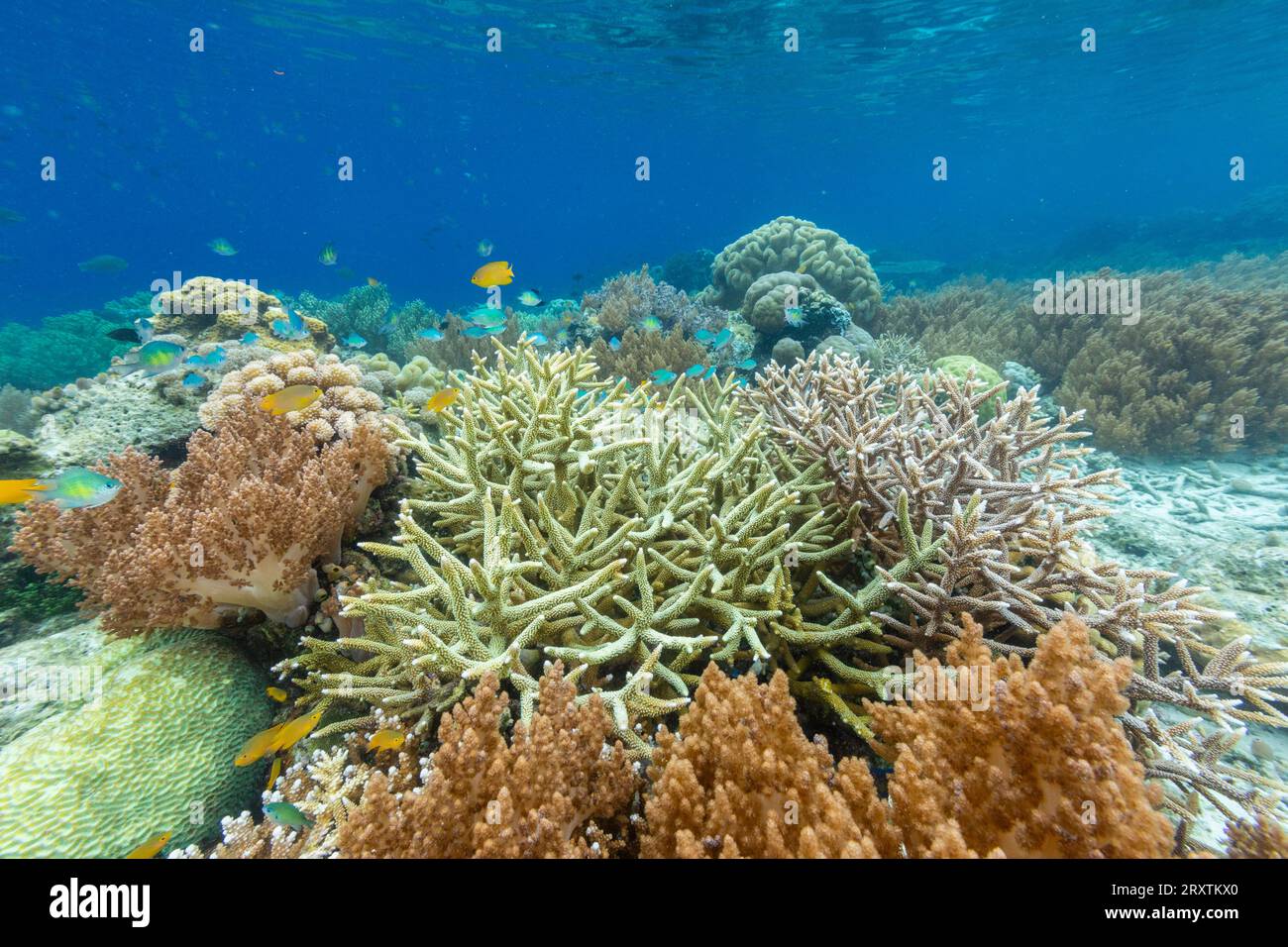 Corals in the crystal clear water in the shallow reefs off Bangka ...