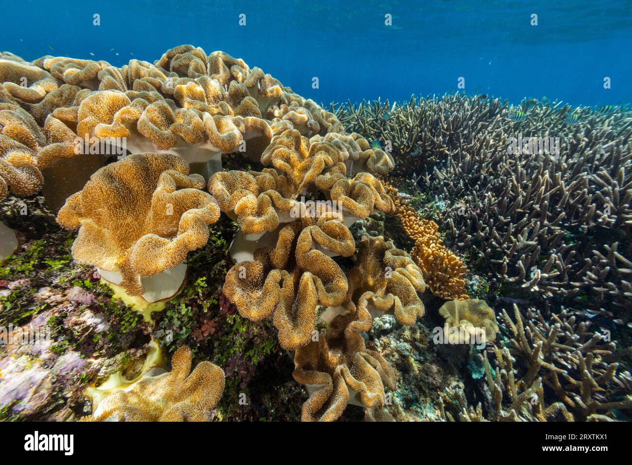 Corals in the crystal clear water in the shallow reefs off Bangka ...