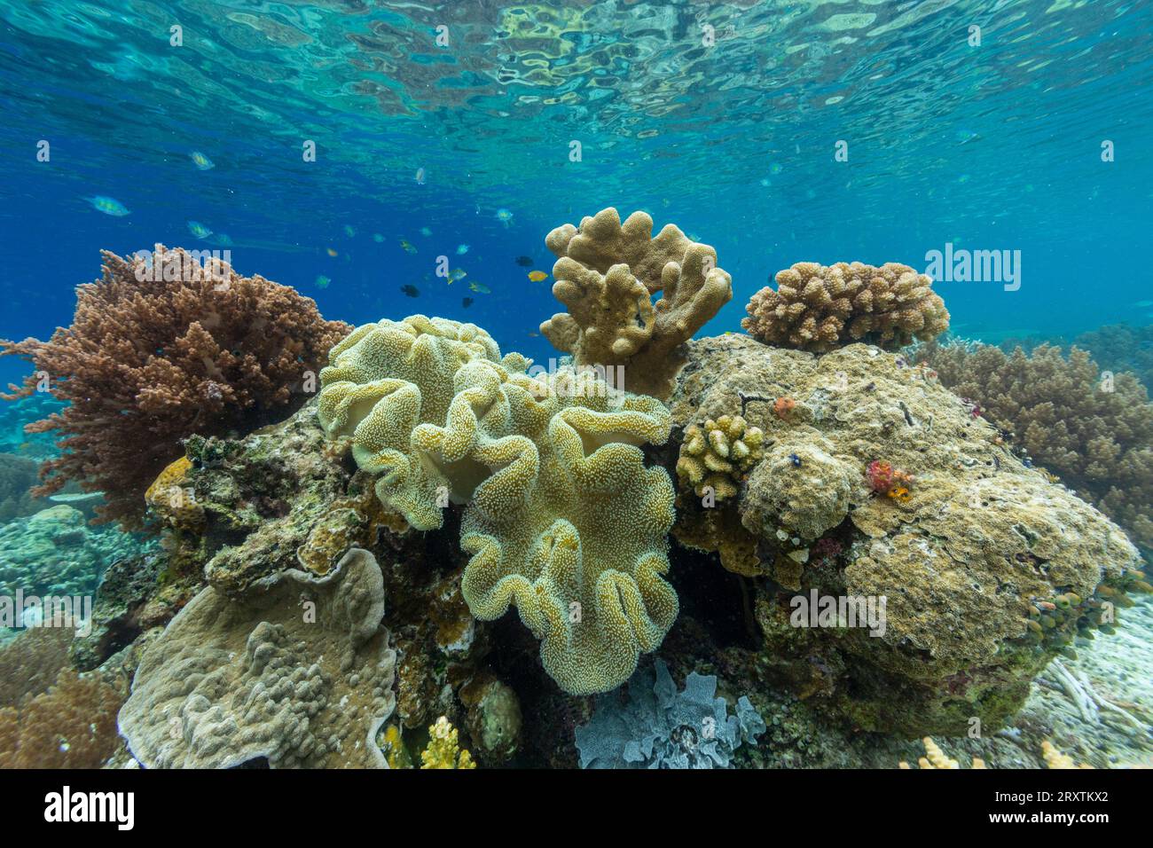 Corals in the crystal clear water in the shallow reefs off Bangka ...