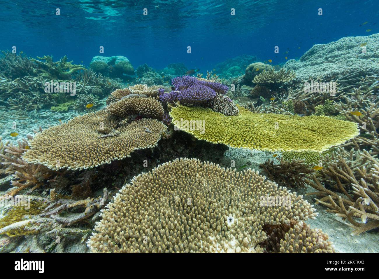 Shallow reefs off bangka island hi-res stock photography and images - Alamy