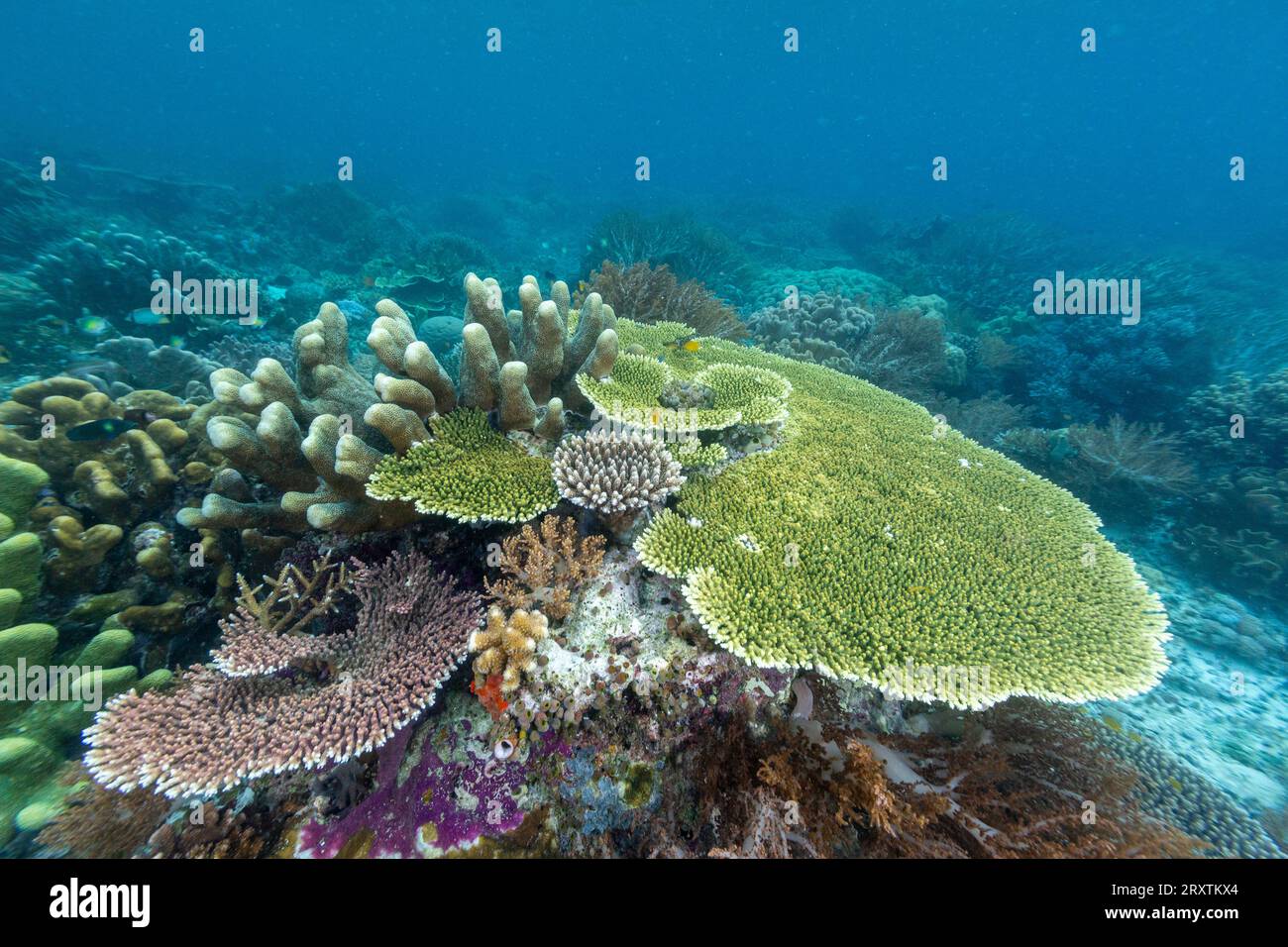 Corals in the crystal clear water in the shallow reefs off Bangka ...