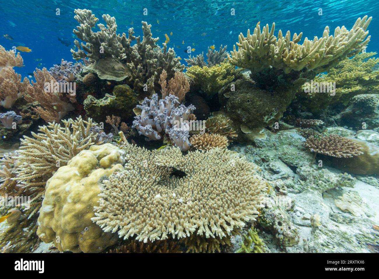 Corals in the crystal clear water in the shallow reefs off Bangka ...