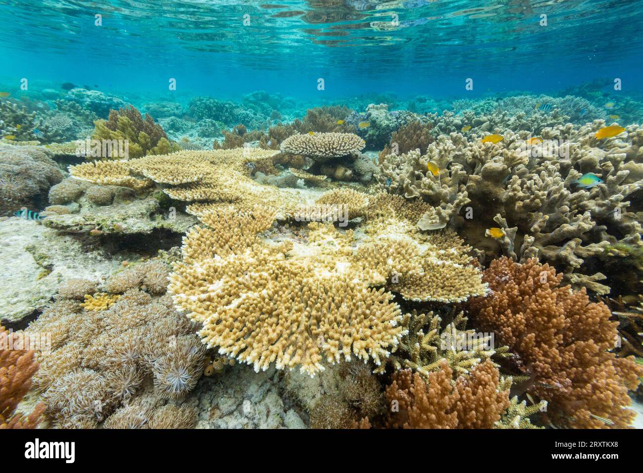 Corals in the crystal clear water in the shallow reefs off Bangka ...
