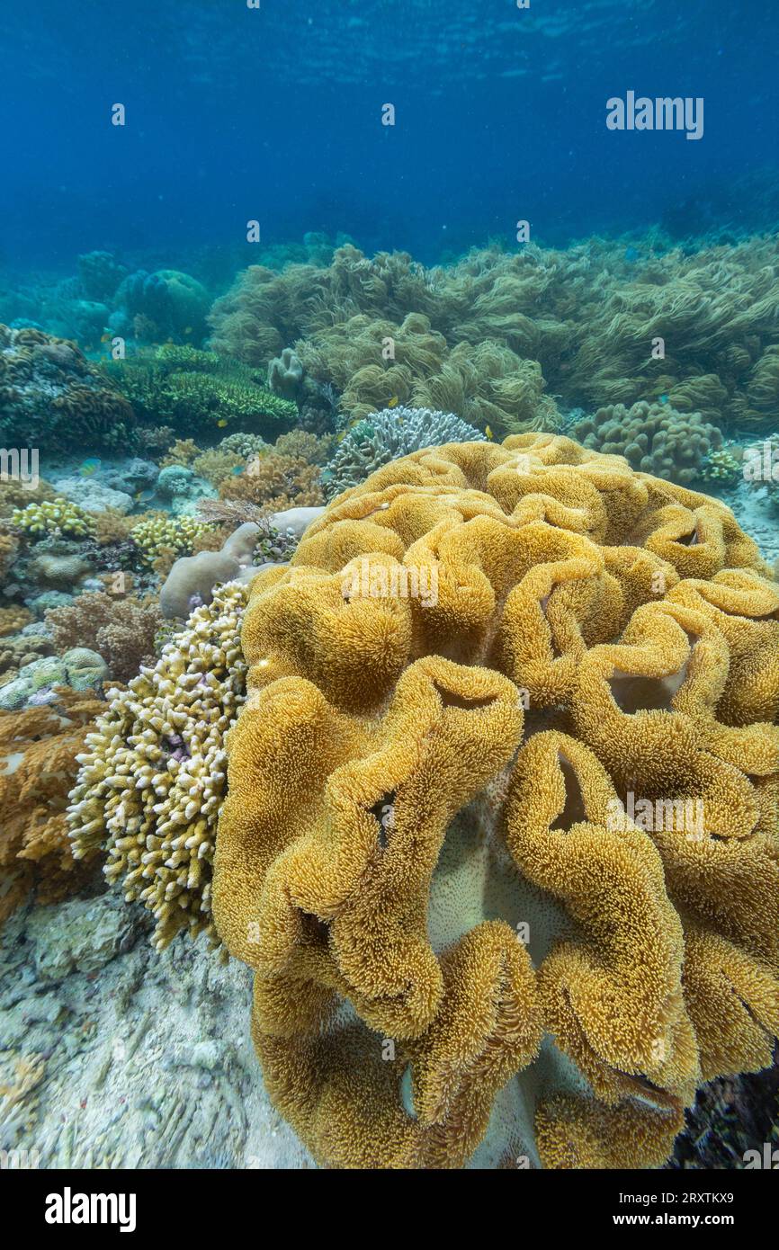 Corals in the crystal clear water in the shallow reefs off Bangka ...