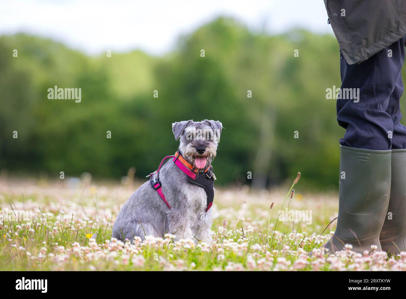 Small dog being trained in a park with owner Stock Photo - Alamy