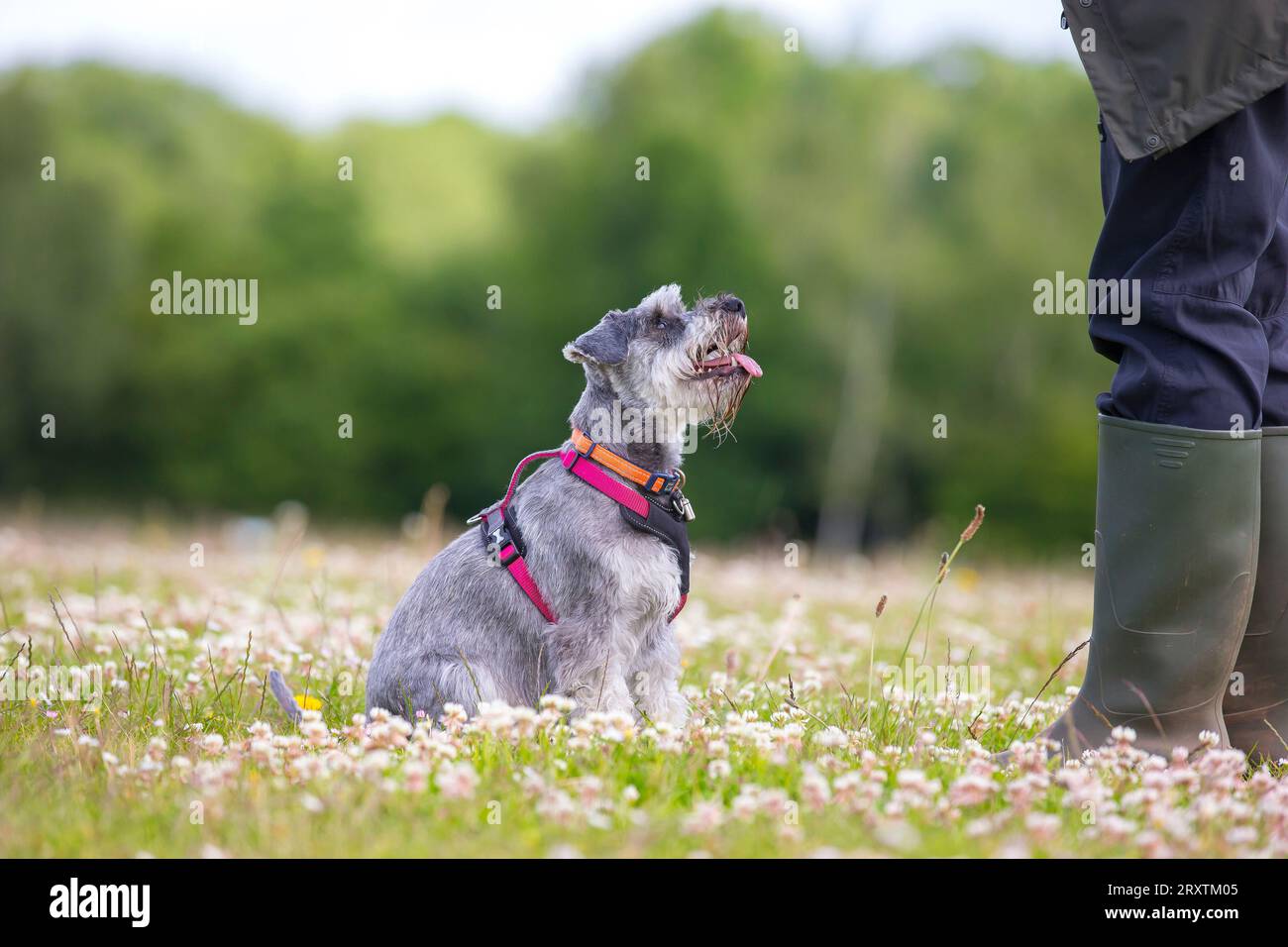 Small dog being trained in a park with owner Stock Photo - Alamy