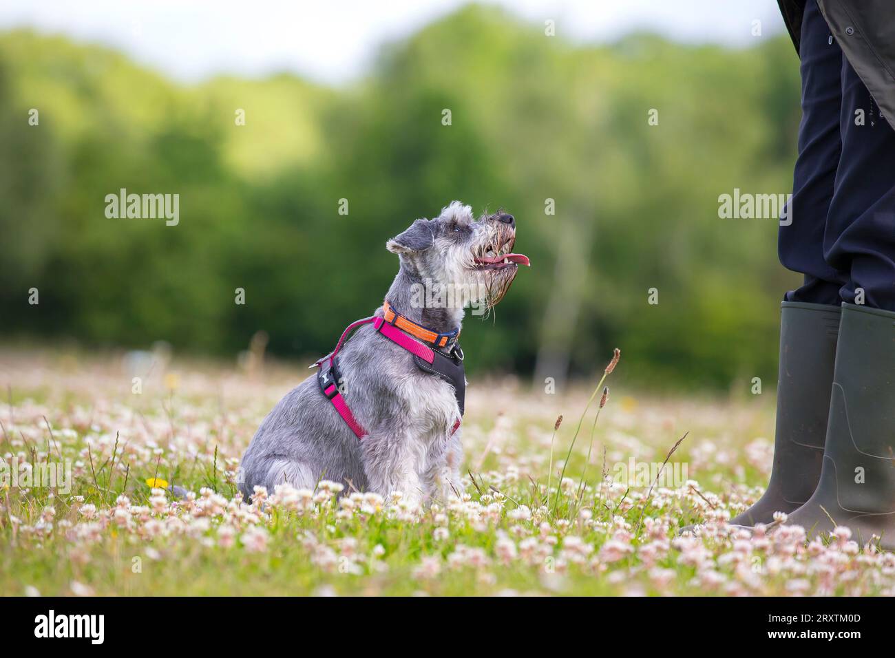 Small dog being trained in a park with owner Stock Photo - Alamy