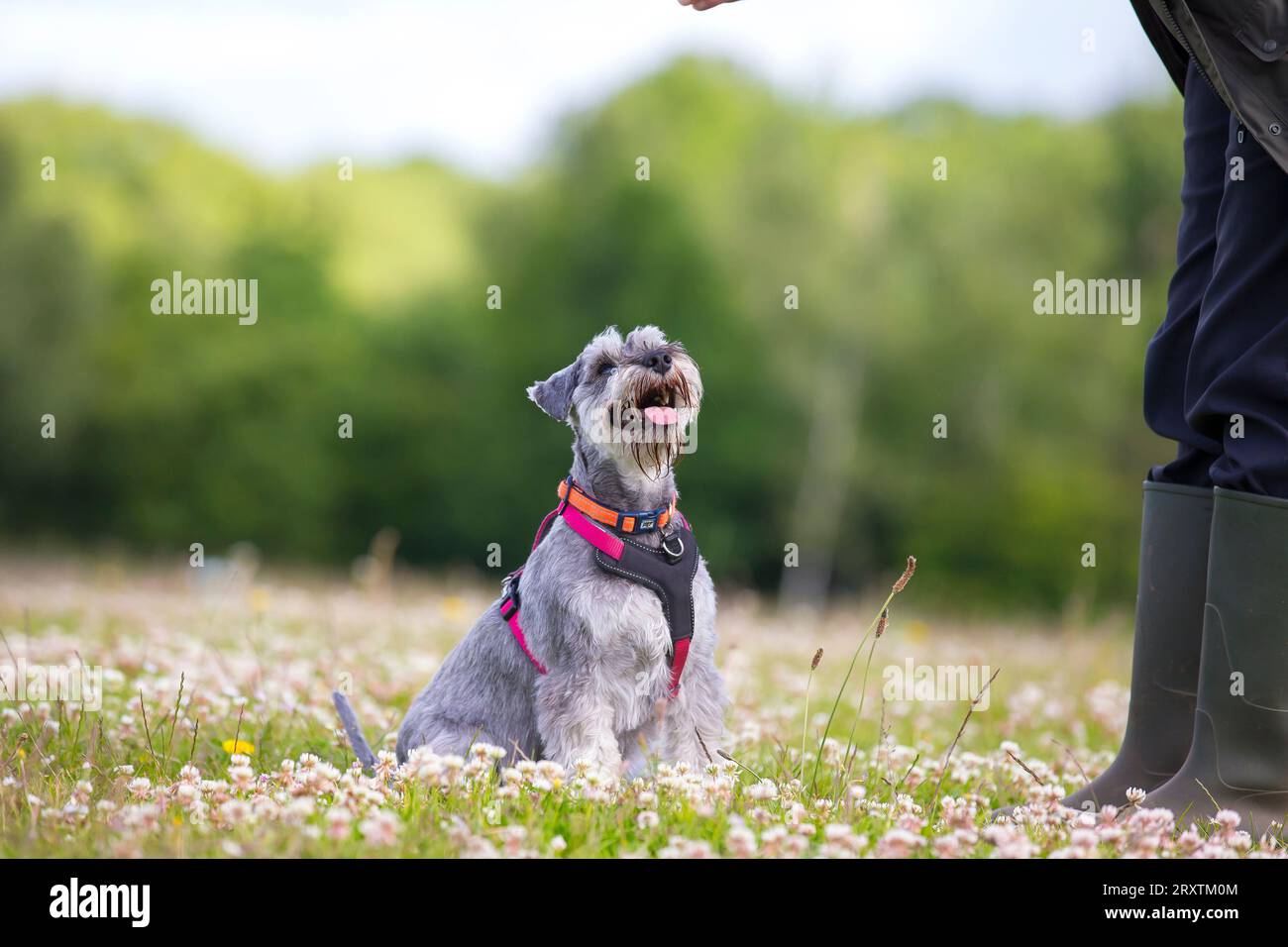 Dog being trained in hi-res stock photography and images - Alamy