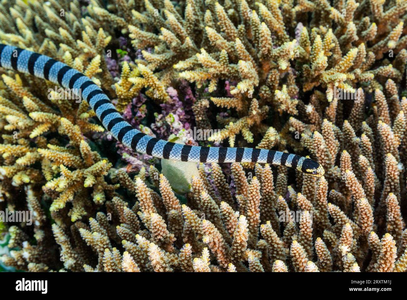 An adult banded sea krait (Laticauda colubrina), off Bangka Island, off ...