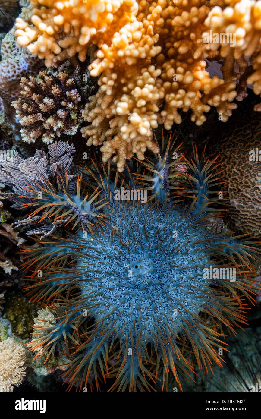 An adult Crown-of-Thorns starfish (Acanthaster planci), in the shallow ...