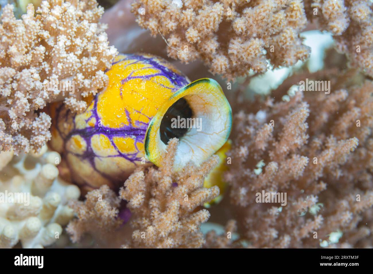 A golden sea squirt (Polycarpa aurata), on the reef off Bangka Island ...