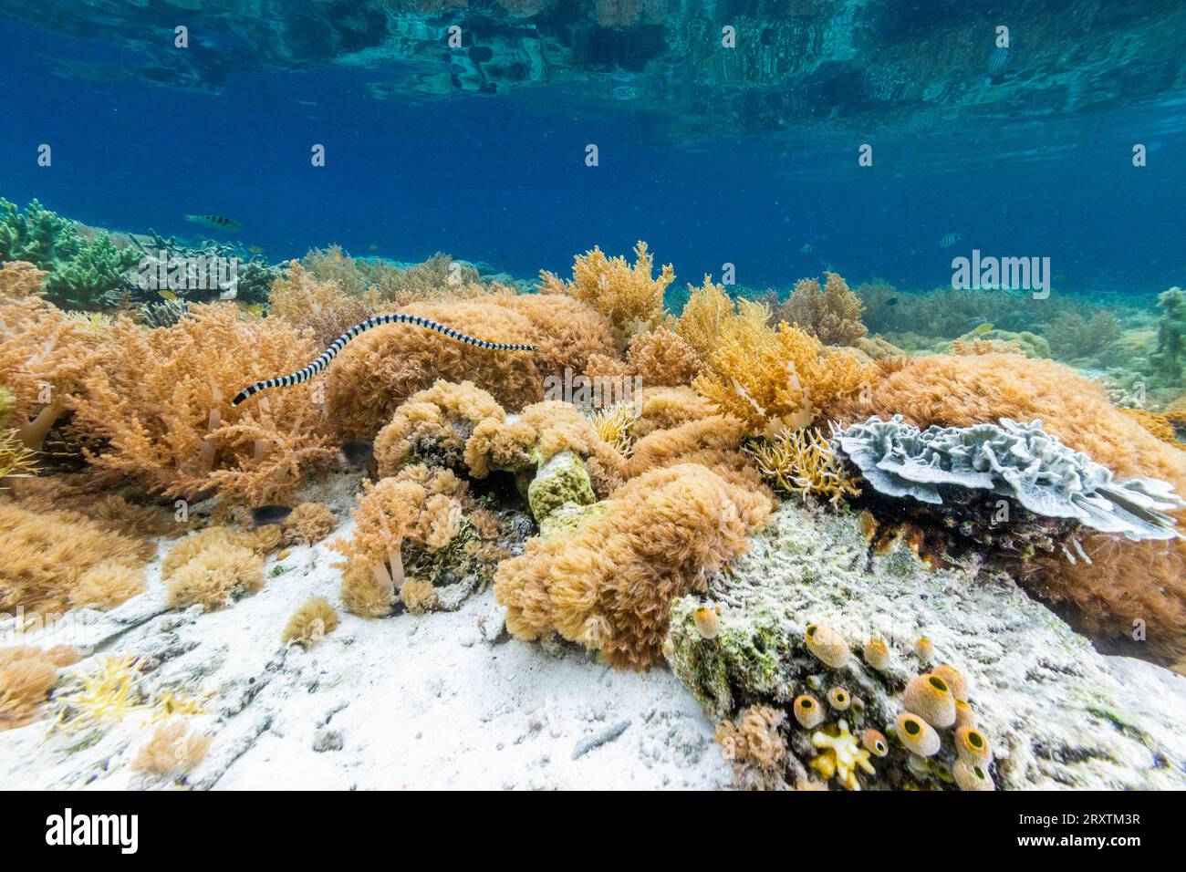 An adult banded sea krait (Laticauda colubrina), off Bangka Island, off ...
