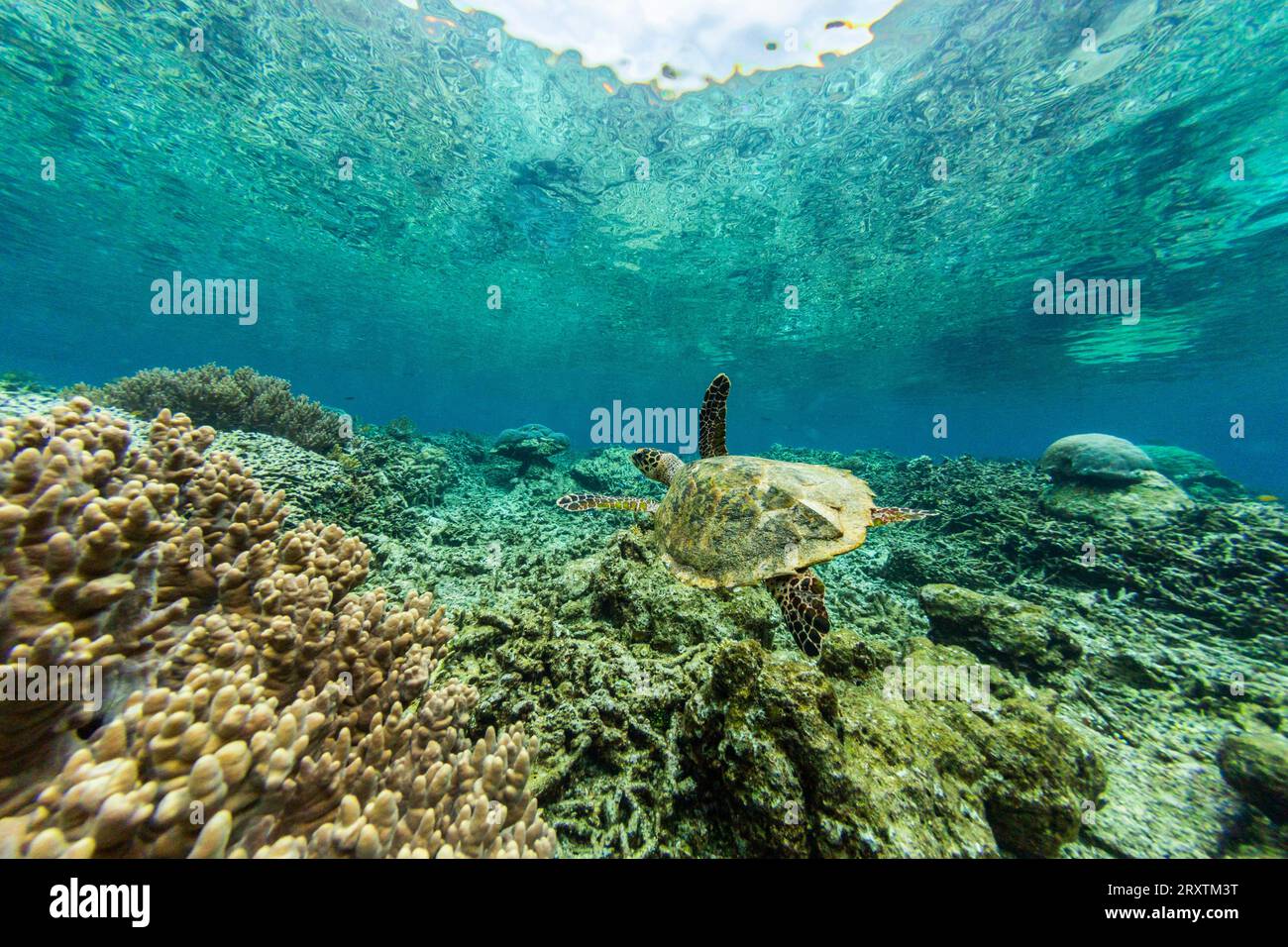 An adult hawksbill turtle (Eretmochelys imbricata), on Sauwaderek ...