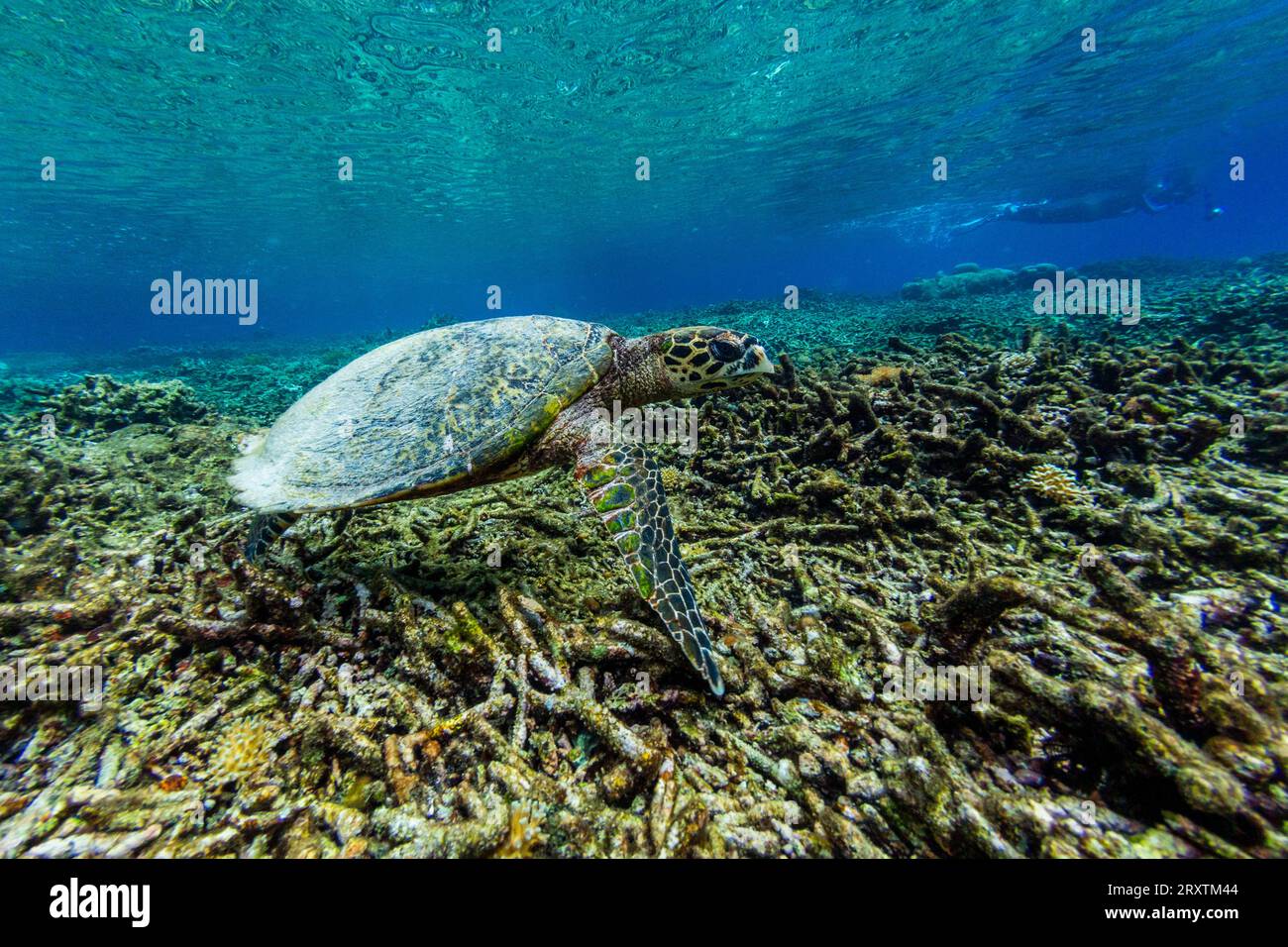 Adult photographer hi-res stock photography and images - Alamy