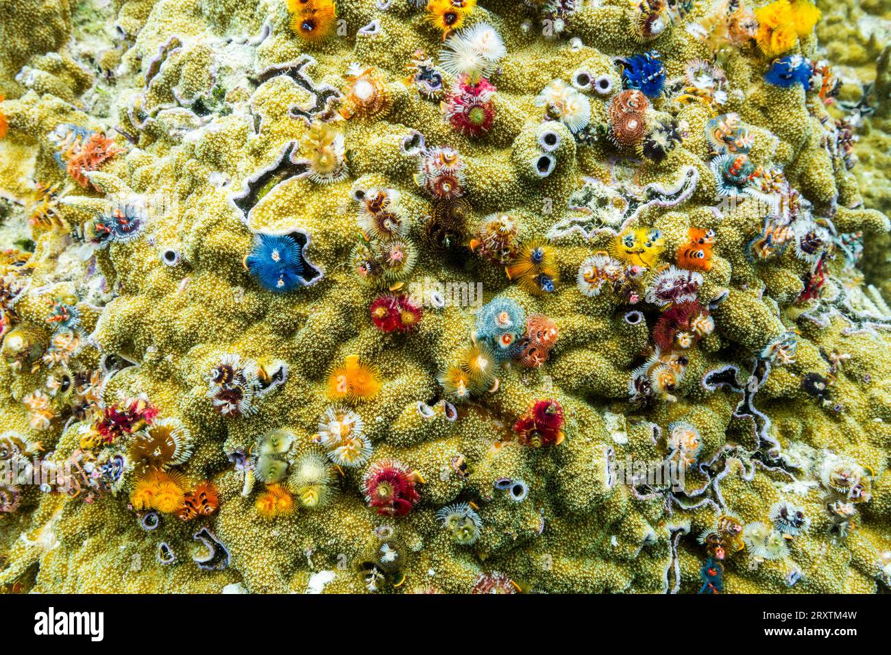 Christmas tree worms (Spirobranchus giganteus), in the shallow reefs ...