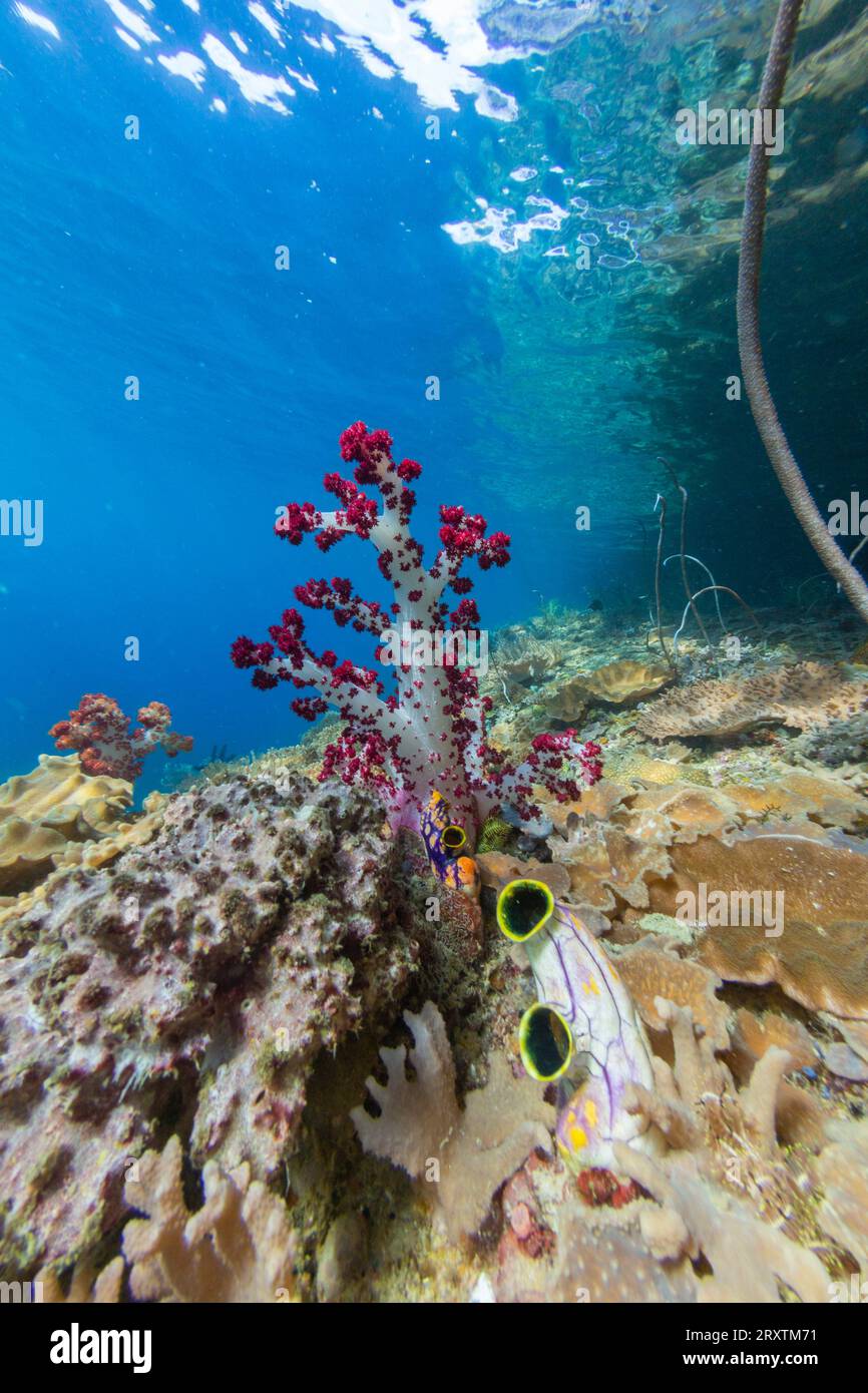 Soft coral from the Genus Scleronephthya in the shallow waters off ...