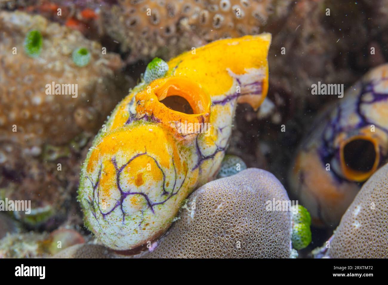 A golden sea squirt (Polycarpa aurata), on the reef off Bangka Island ...