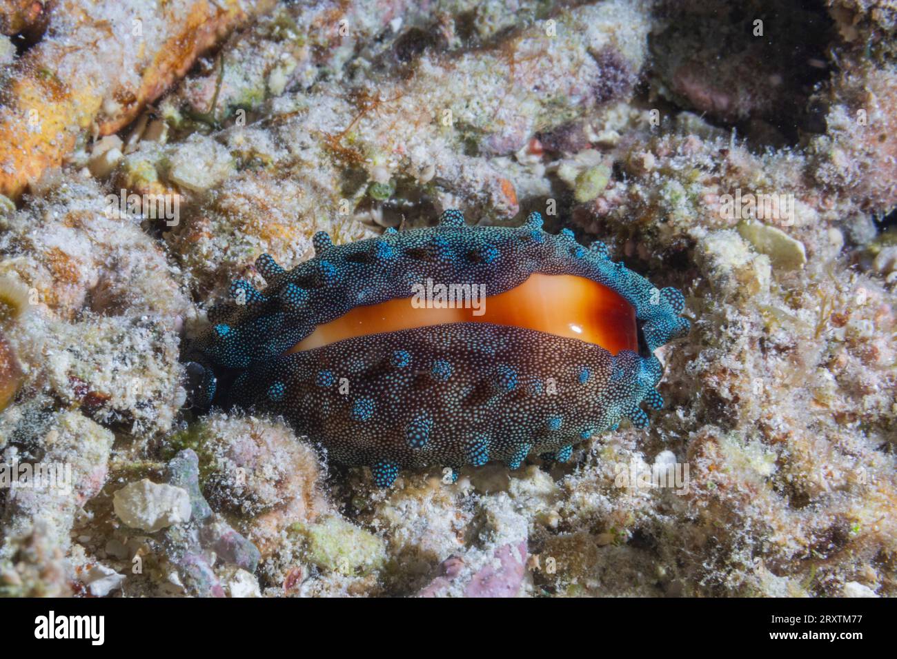 A chocolate banded cowry (Talparia talpa), at night in the rubble on ...