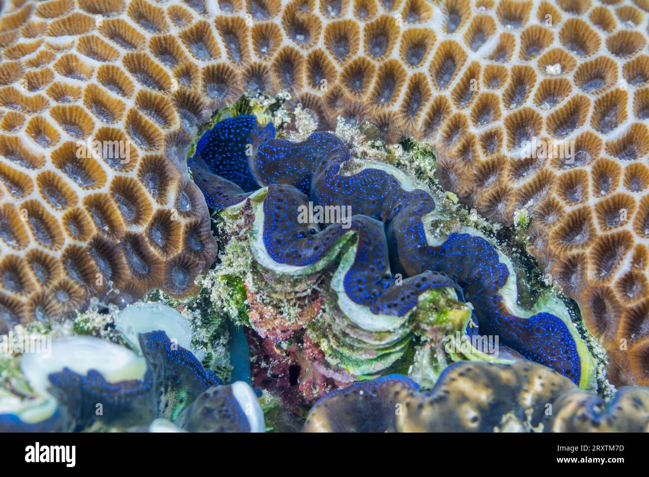 Giant Tridacna clams, genus Tridacna, in the shallow reefs off the ...